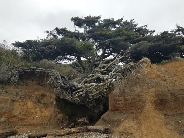The Ultimate Olympic Peninsula Road Trip Itinerary | AllMomDoes